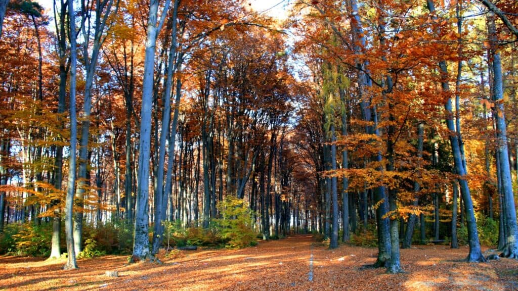 German Forests and More: Exploring Germany's Distinctive Forest ...