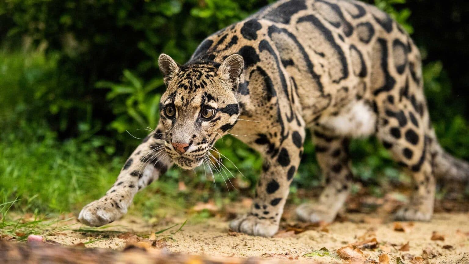 Indonesian Rainforest: Discover the Rare and Exotic Wildlife Animals of ...
