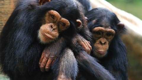 Exploring the Fascinating Wildlife Animals of the Congo Rainforest ...