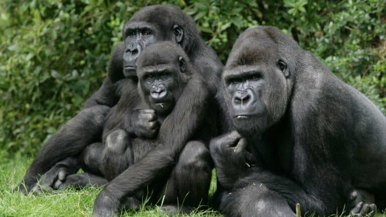 Exploring the Fascinating Wildlife Animals of the Congo Rainforest ...