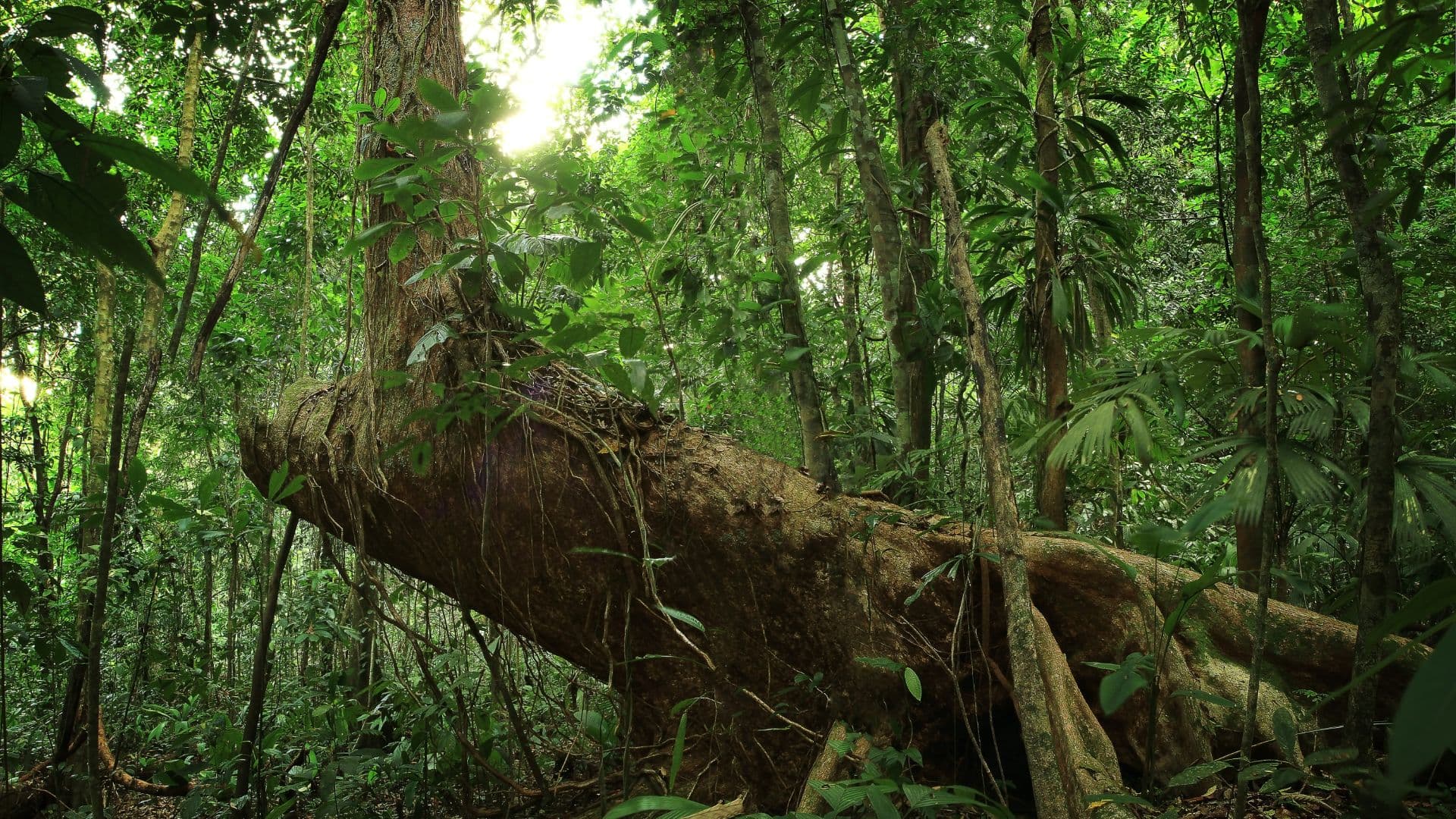 Diversity of Tropical Rainforests: Types, Ecosystem Services, and ...