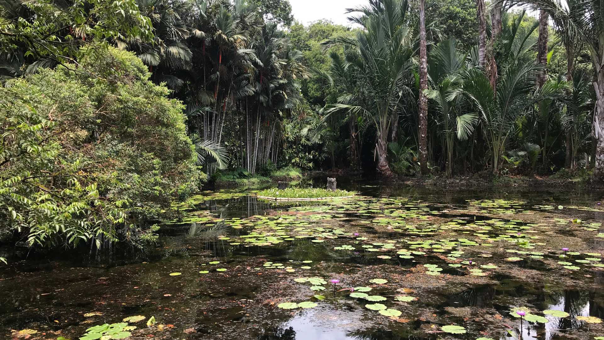 Diversity of Tropical Rainforests: Types, Ecosystem Services, and ...