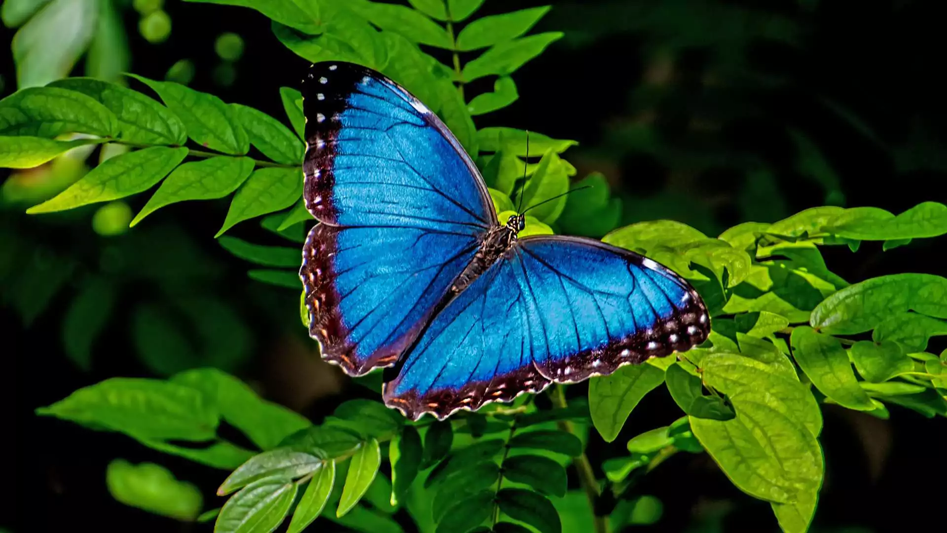 Amazon Butterflies: A Colorful Guide to Rainforest Jewels - Fund the Planet