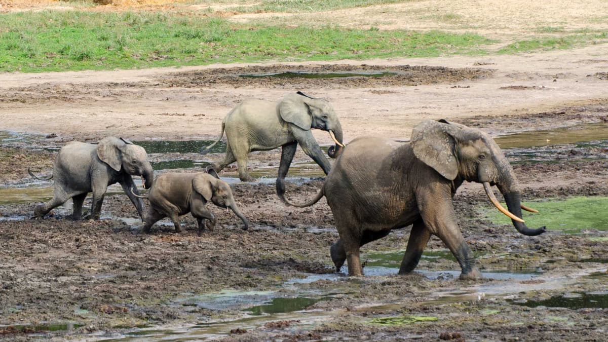 Exploring the Fascinating Wildlife Animals of the Congo Rainforest ...
