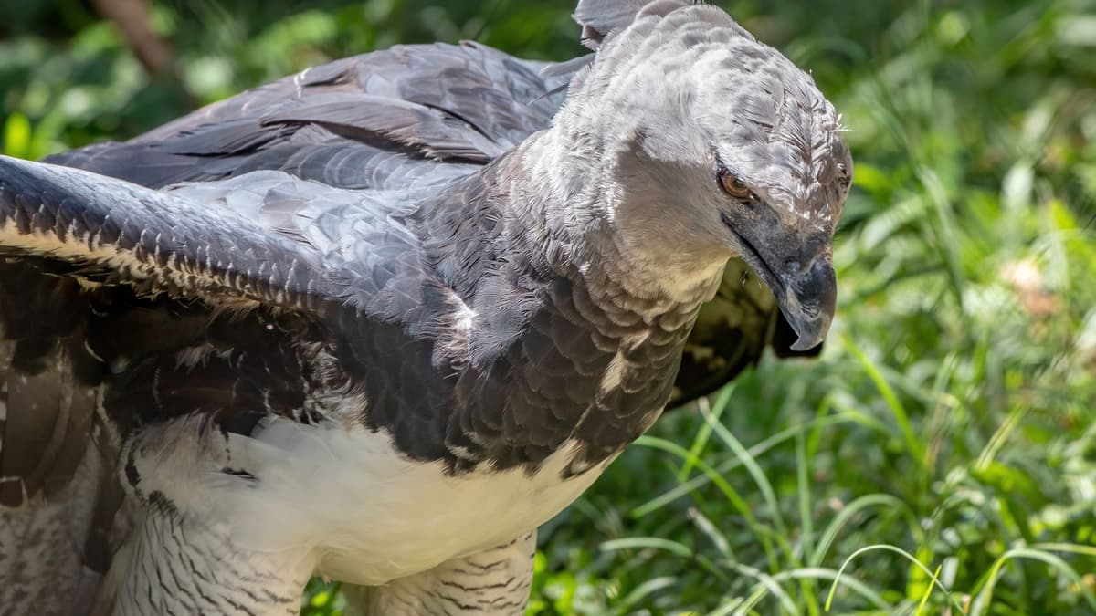 Harpy Eagle: Apex Predator of the Rainforest Canopy - Fund the Planet