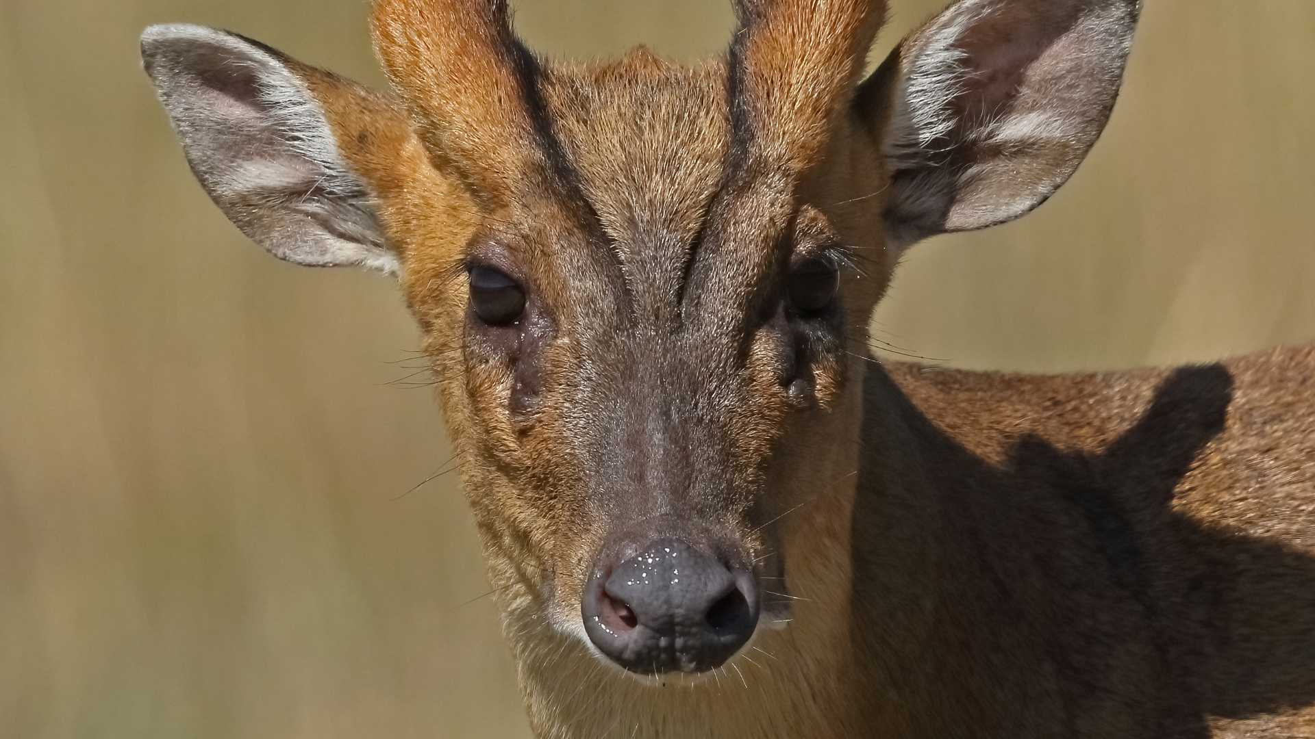 Indonesian Rainforest: Discover the Rare and Exotic Wildlife Animals of ...