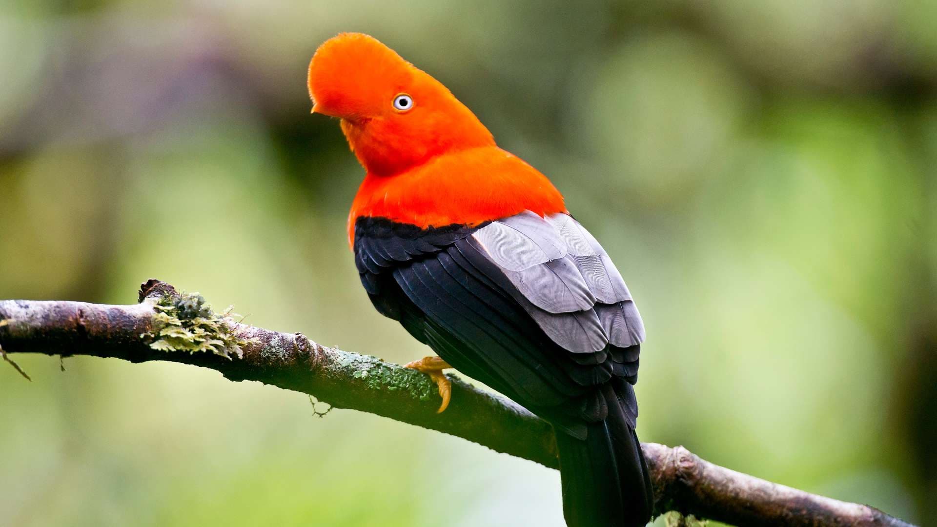 10 Colorful Amazon Birds: A Guide to Species, Habitat & Tips - Fund the ...